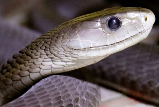 वर्षाका कारण सर्पको बिगबिगी बढ्यो, एक महिनामा १२० जनाको उपचार, दुईको ...